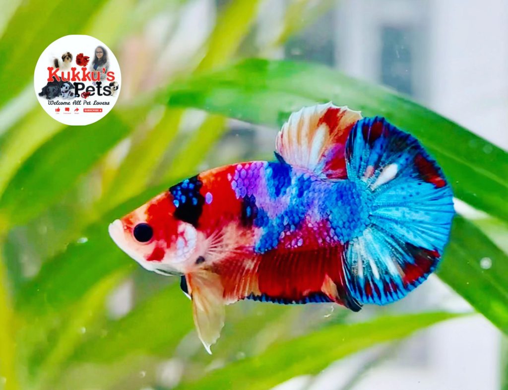 Nemo candy plakat betta - Kukkus Pets